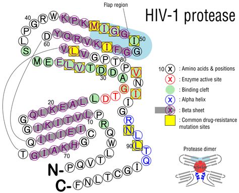The Effect Of Treatment Associated Mutations On Hiv Replication And Transmission Cycles