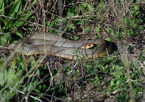 Coluber Caspius The Beauty Of Wildlife Stock Image Image Of Caspius