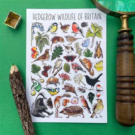 Alexia Claire Hedgerow Wildlife Of Britain Postcard Conscious Craft