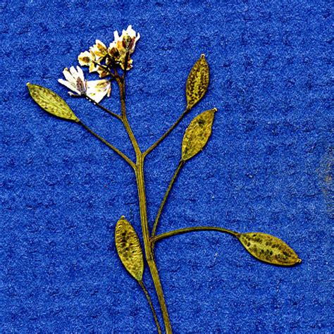 Draba Archives Ut Herbarium