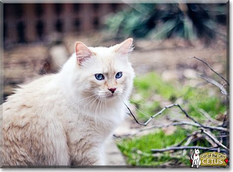 Flame Point Siamese Long Hair