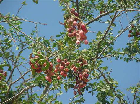 Arbol De Guamuchiles Fruta Mexicana Pithecellobium Dulce Huamuchil