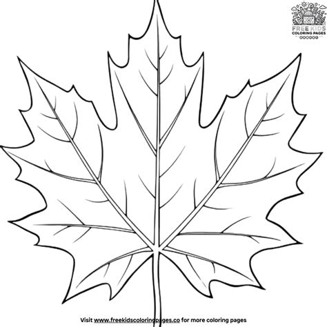 Big Sycamore Leaf Coloring Pages