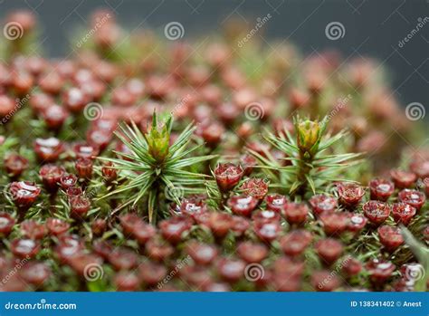 Moss Gametophyte Is The Sexual Phase In The Life Cycle Of Plants Under Microscope Stock Image