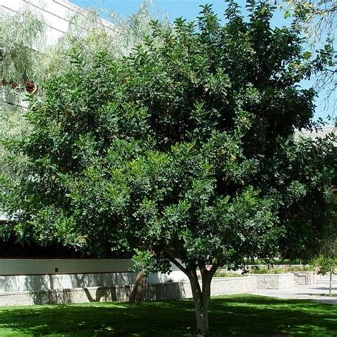 Carob Tree Star Nursery Garden And Rock Centers