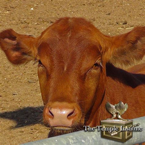 Red Heifer Temple Institute