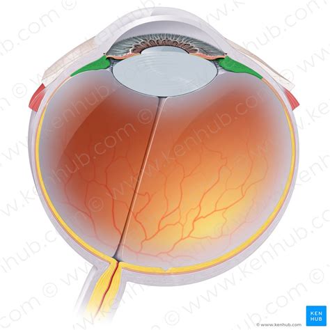 Ciliary Muscle Origin Insertion Innervation Function Kenhub
