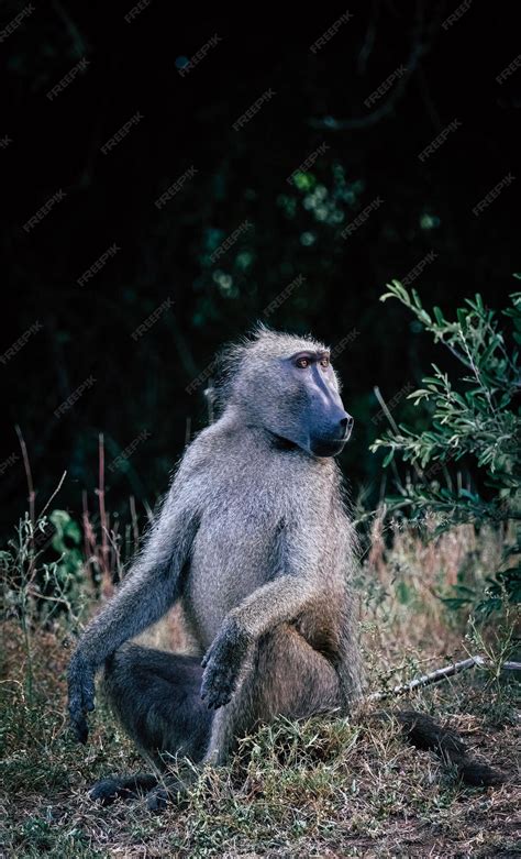 Premium Photo A Baboon Sits In The Grass Looking At The Camera