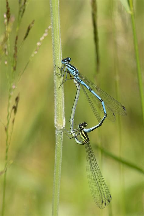 Nr 10 Elsebeth Olsen Kfak