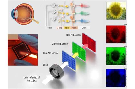 El Dispositivo Imita Al Ojo Humano Para Capturar Imágenes Tecnología