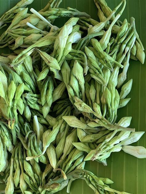 Generic New Fresh 8pcs Loroco Plant Seeds Patio Lawn