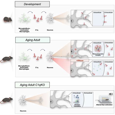 Microglial Derived C1q Integrates Into Neuronal Ribonucleoprotein