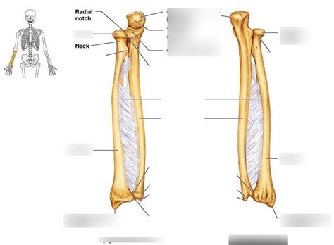 Ulna And Radius Diagram Quizlet