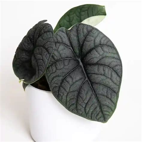 Alocasia Melo Rare Jiffy Plants