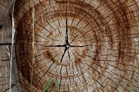 Texture Of Tree Stump Background Stock Image Colourbox