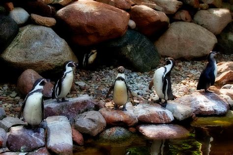 Pinguin Schwimm Schule Foto And Bild Bilder Fotos Spezial