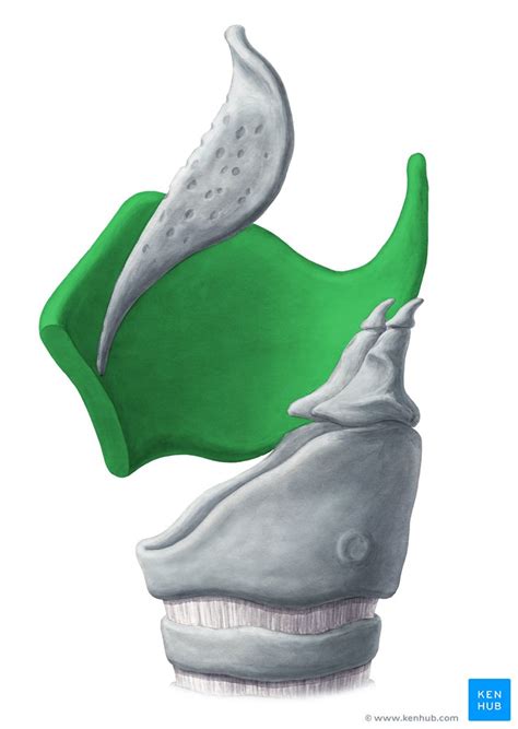 Thyroid Cartilage Structure And Function Kenhub