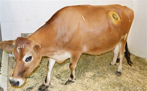 A Cannulated Cow Lives With A Hole In Its Stomach Amusing Planet