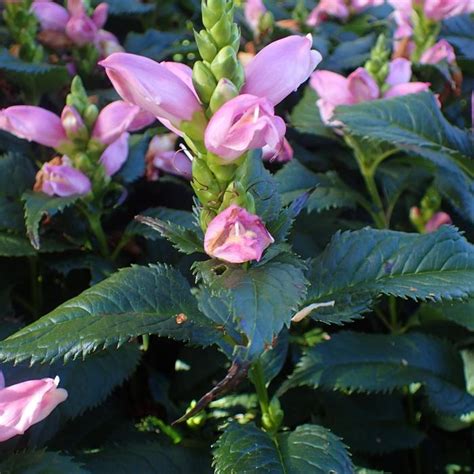 Chelone Obliqua Tiny Tortuga Turtlehead Jim Whiting Nursery