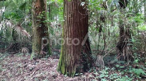 森の木 No 24731847｜写真素材なら「写真ac」無料（フリー）ダウンロードok