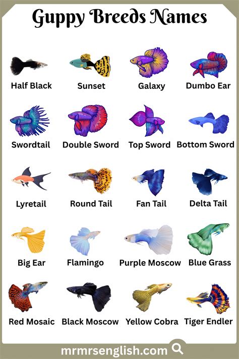 Guppy Breeds Names In English With Their Pictures Mr Mrs English
