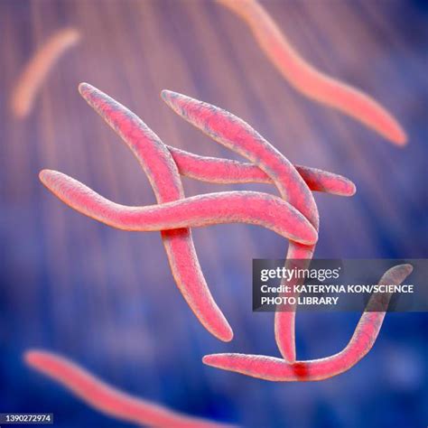 Fusobacteria Photos And Premium High Res Pictures Getty Images