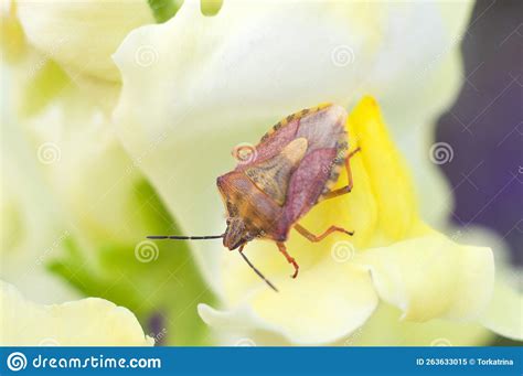 Macro Bicho Hermoso Se Sienta En Una Macro Foto De La Flor De Parto De Insectos Imagen De