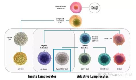 完全缓解！攻破实体瘤的新型car Nkt细胞疗法锋芒初现 知乎