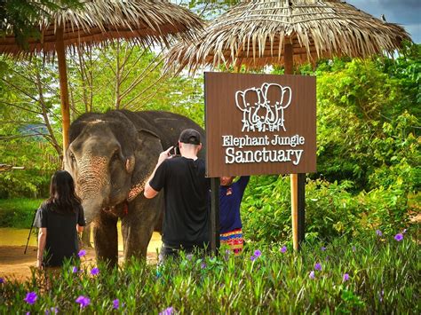 One Day Walk With Elephants Elephant Jungle Sanctuary Best Phuket