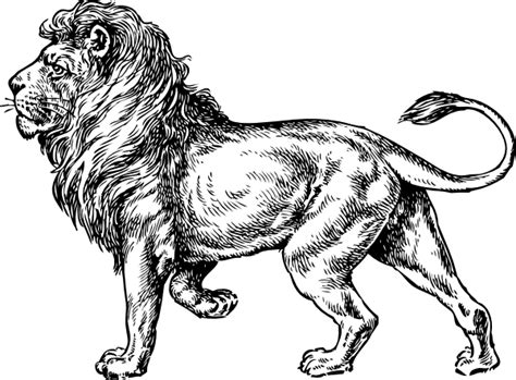 Walking Lion Drawing Clip Art At Vector Clip Art Online