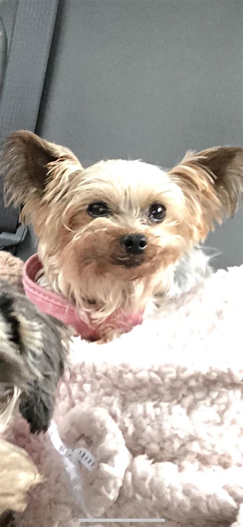 Good Night My Sweet Angel Were Going To Miss You So Much R Yorkies