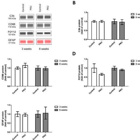 Microglia Morphology Analysis In Hippocampal Slice Cultures Treated