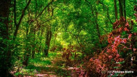 Ecologizare în Pădurea Bistra