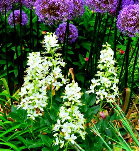 Dictamnus Albus A Superstar For The Garden