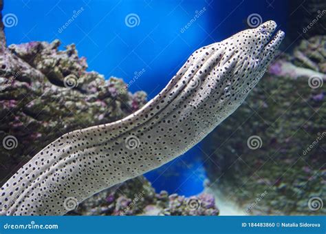 Dragon Moray Eel Enchelycore