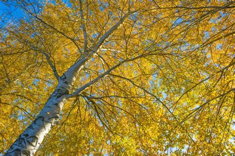 Foliage Of Deciduous Trees In Fall Colors In Sunlight In Autumn Stock Image Image Of Landscape
