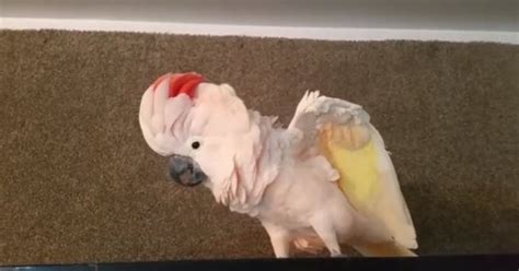 Angry Cockatoo Throws A Temper Tantrum At Charli Fiaschi Blog
