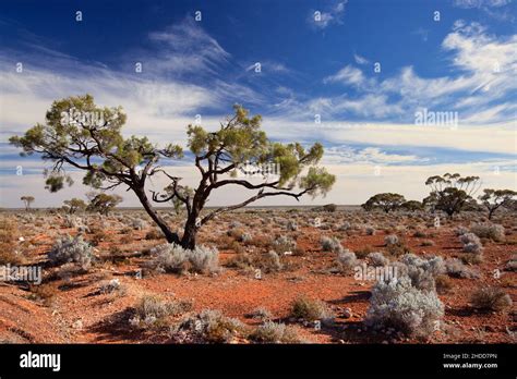 Australian Desert Landscape Australian Outback Landscape Bush