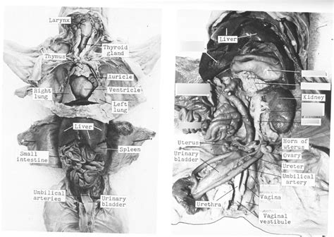 Digestive System Diagram Quizlet
