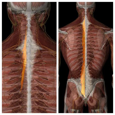 Semispinalis Capitis Cadaver