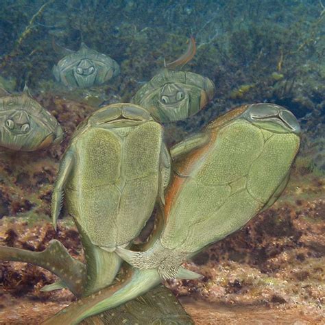 Sex First Occurred 385 Million Years Ago Abc Listen