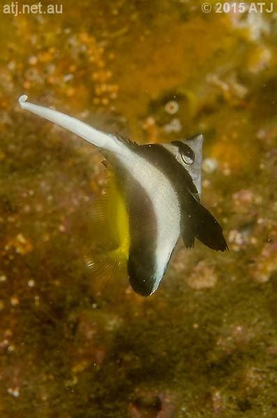 Dive At Shiprock Port Hacking Nsw On Saturday 21 February 2015 Atj