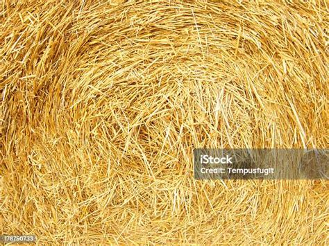 Latar Belakang Tekstur Jerami Emas Merapatkan Foto Stok Unduh Gambar Sekarang Alam Bal