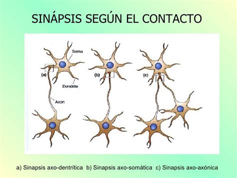 ¿qué Es El Proceso De La Sinapsis Puerto Rico Loves Biology