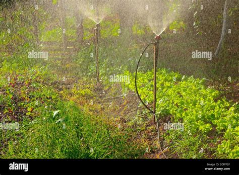 Vegetable Garden Irrigation Farm Of Lettuce And Beetroot In Brazil