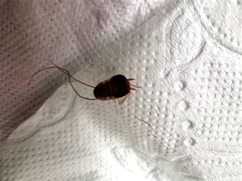 What Kind Of Roachbug Is This Rgermanroaches
