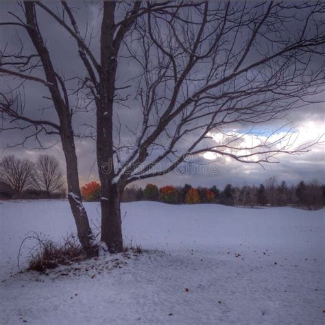 Leafless Tree In Snow Late Fall Stock Image Image Of Fall Clouds 182830357