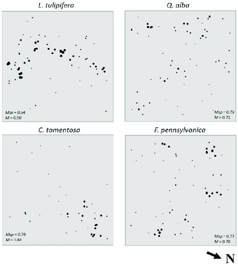 Stem Maps Showing The Position Of Trees 5 Cm Dbh Across A 1 Ha 100