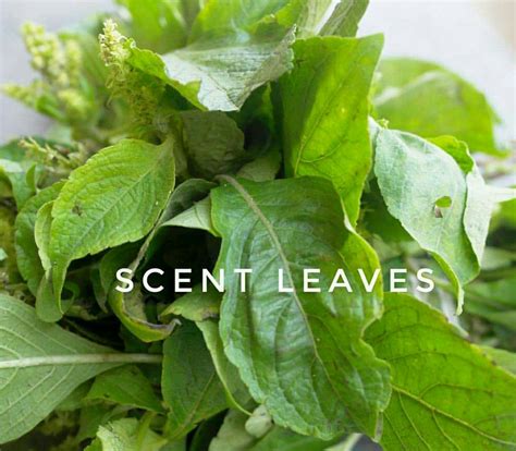 Side Effects Wonderful Health Benefits Of Scent Leaf Scent Leaf And