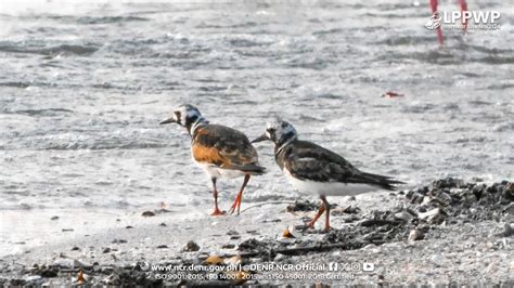 Las Piñas Parañaque Wetland Park Key Stopover For Migrating Birds